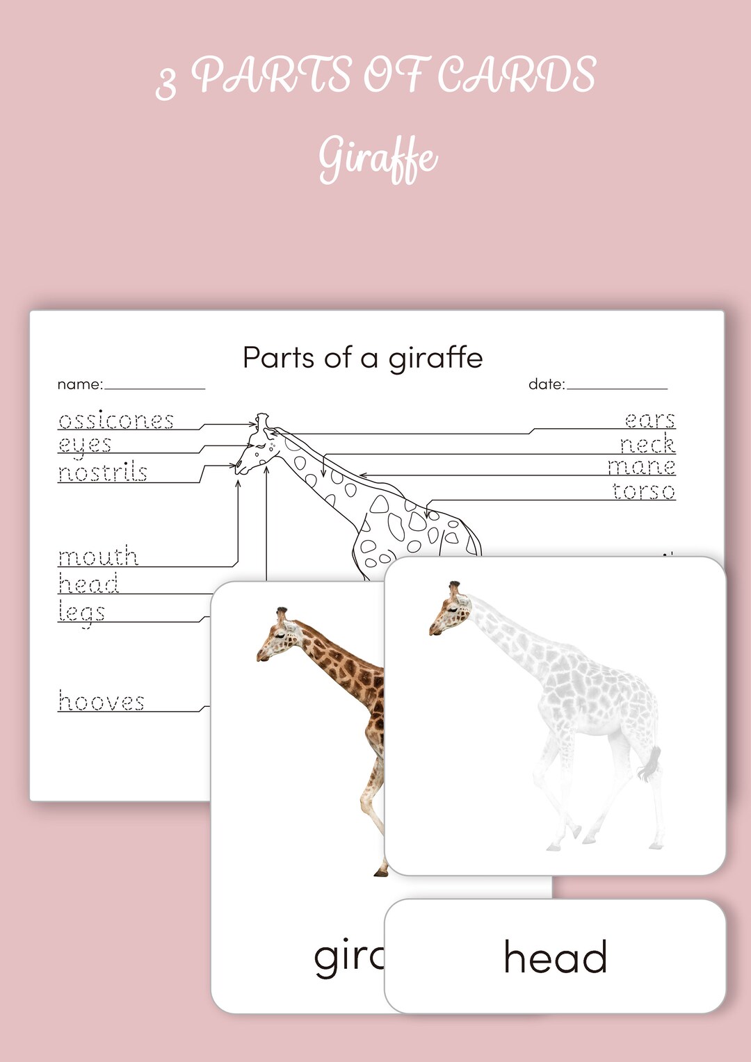 Montessori 3 Part Cards Parts of a Giraffe - Etsy