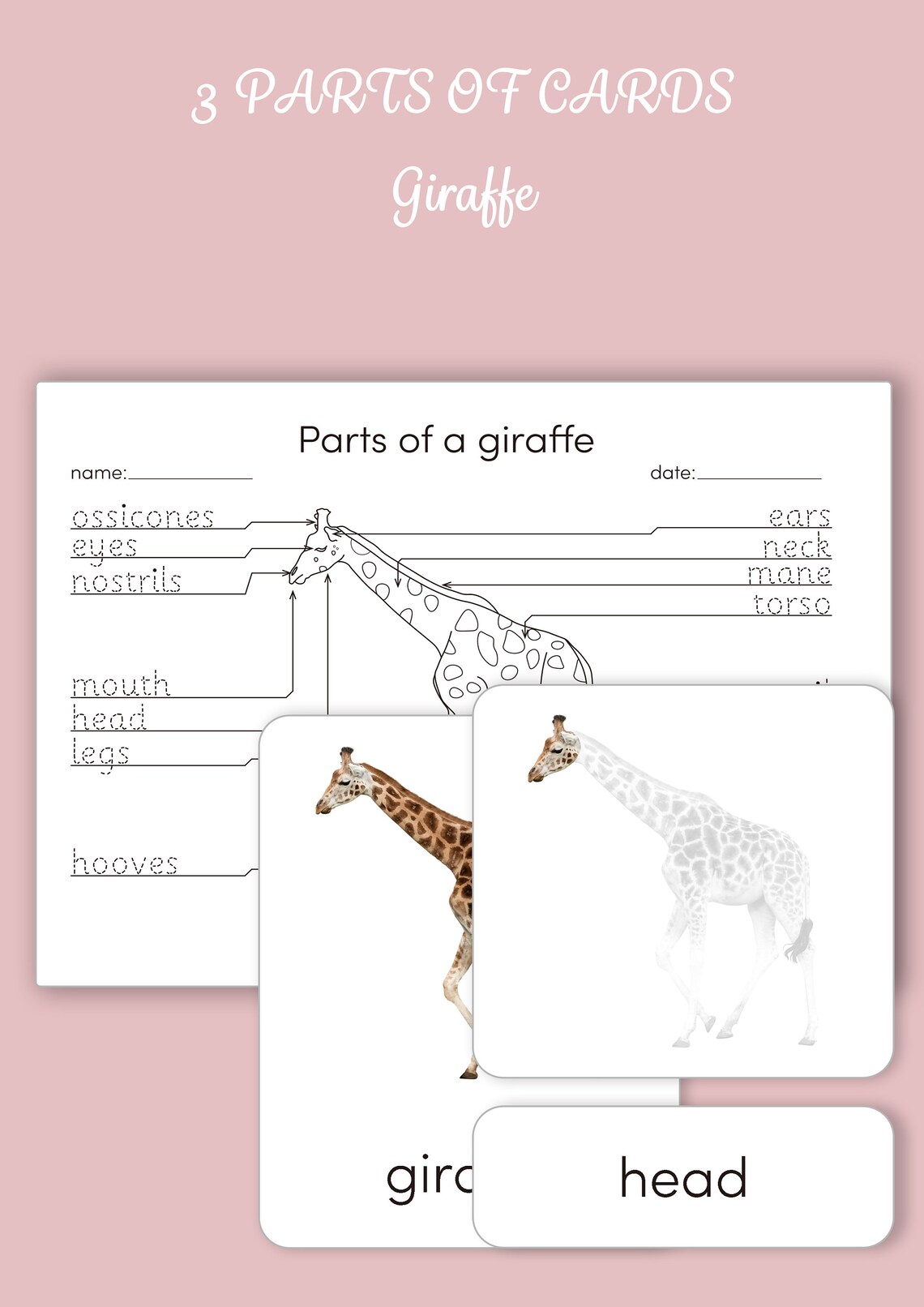 Montessori 3 Part Cards Parts of a Giraffe - Etsy
