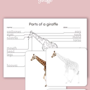 Montessori 3 Part Cards Parts of a Giraffe - Etsy