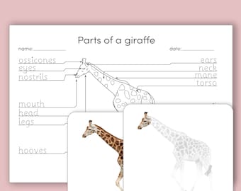 Parts of a Giraffe Nomenclature 3-part Cards Montessori Zoology ...