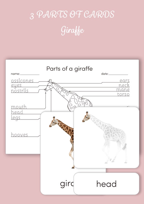Montessori 3 Part Cards Parts of a Giraffe | Etsy