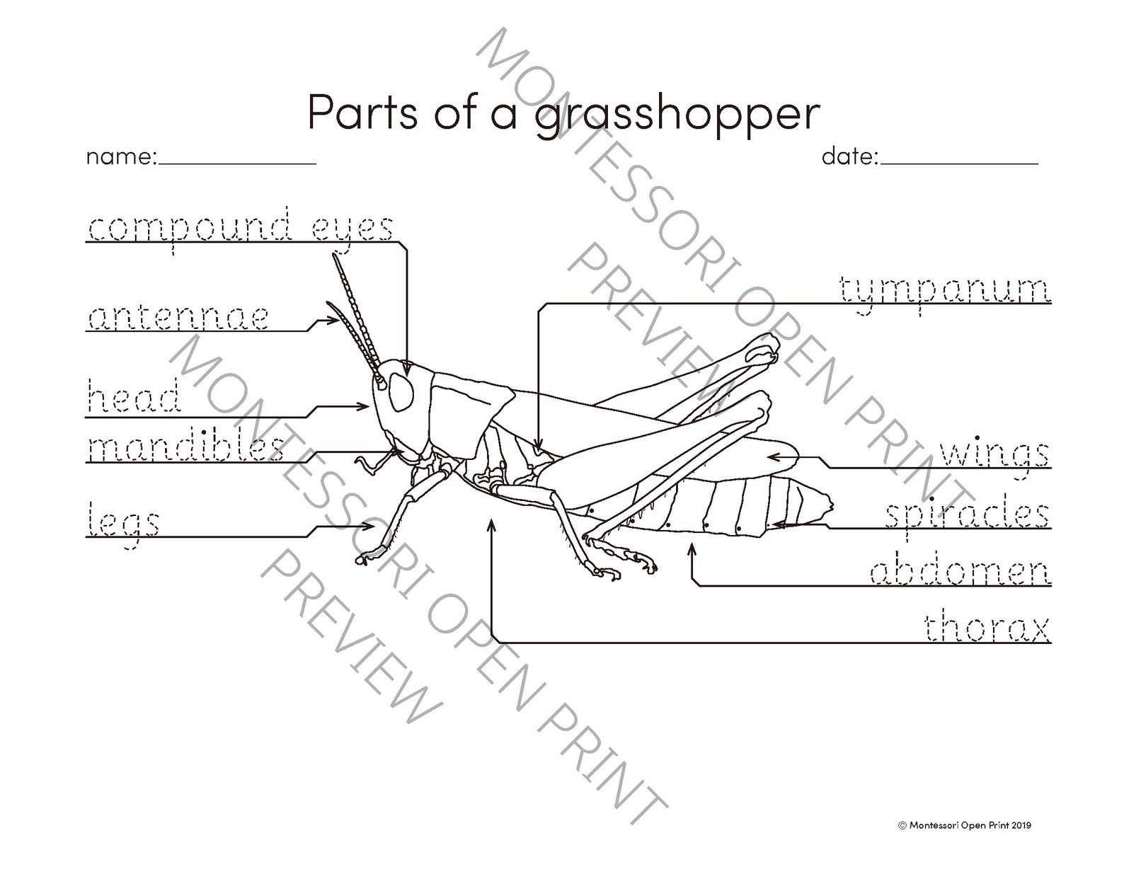 Montessori 3 Part Cards Parts of a Grasshopper - Etsy