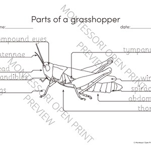 Montessori 3 Part Cards Parts of a Grasshopper - Etsy
