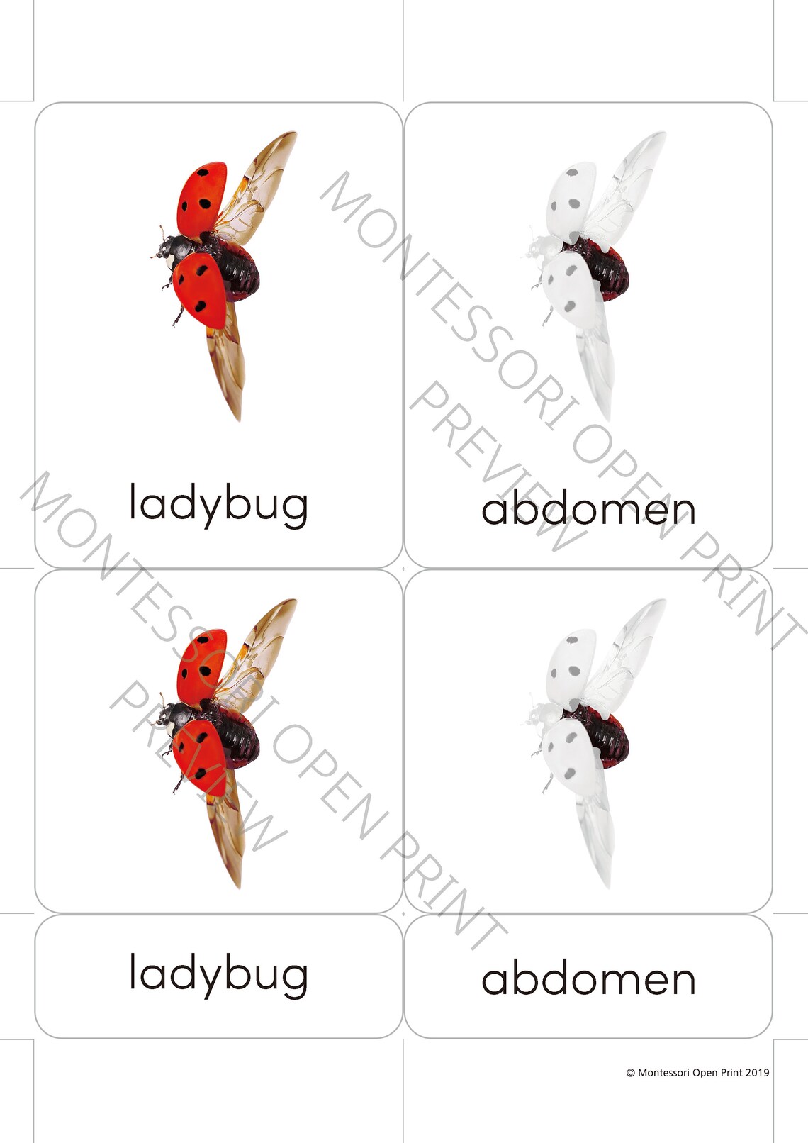 Montessori 3 Part Cards Parts of a Ladybug - Etsy