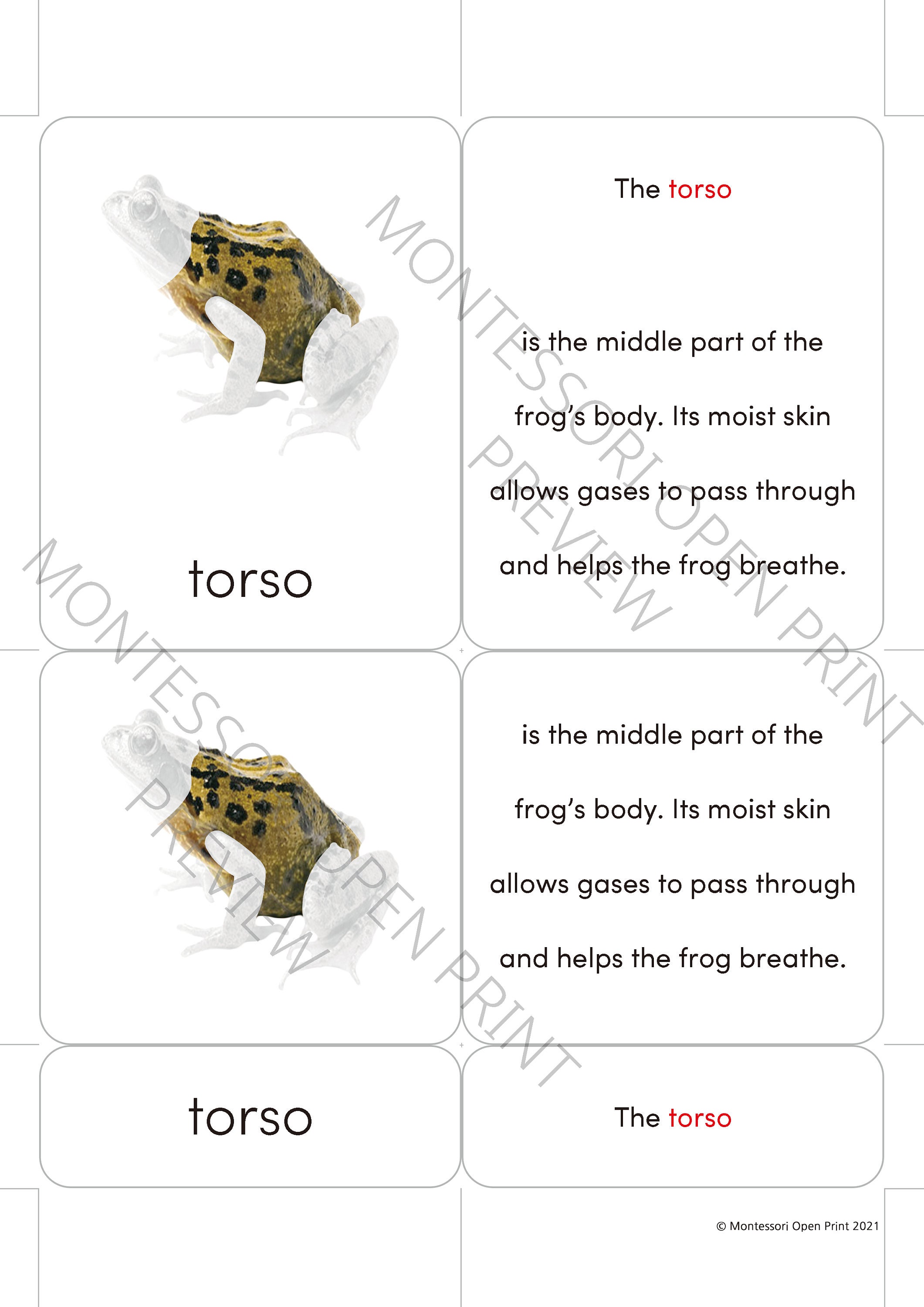 Montessori 3 Part Cards and Definitions Parts of the Frog - Etsy