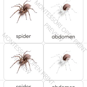Montessori 3 Part Cards Parts of a Spider | Etsy