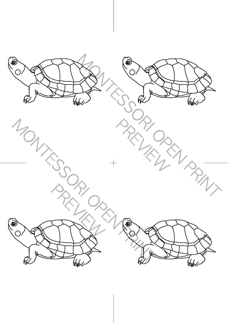 Montessori 3 Part Cards Parts of a Turtle - Etsy