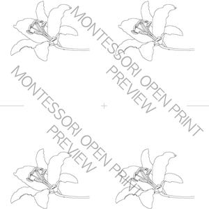 Montessori 3 Part Cards and Definitions Parts of the Monocot Flower - Etsy