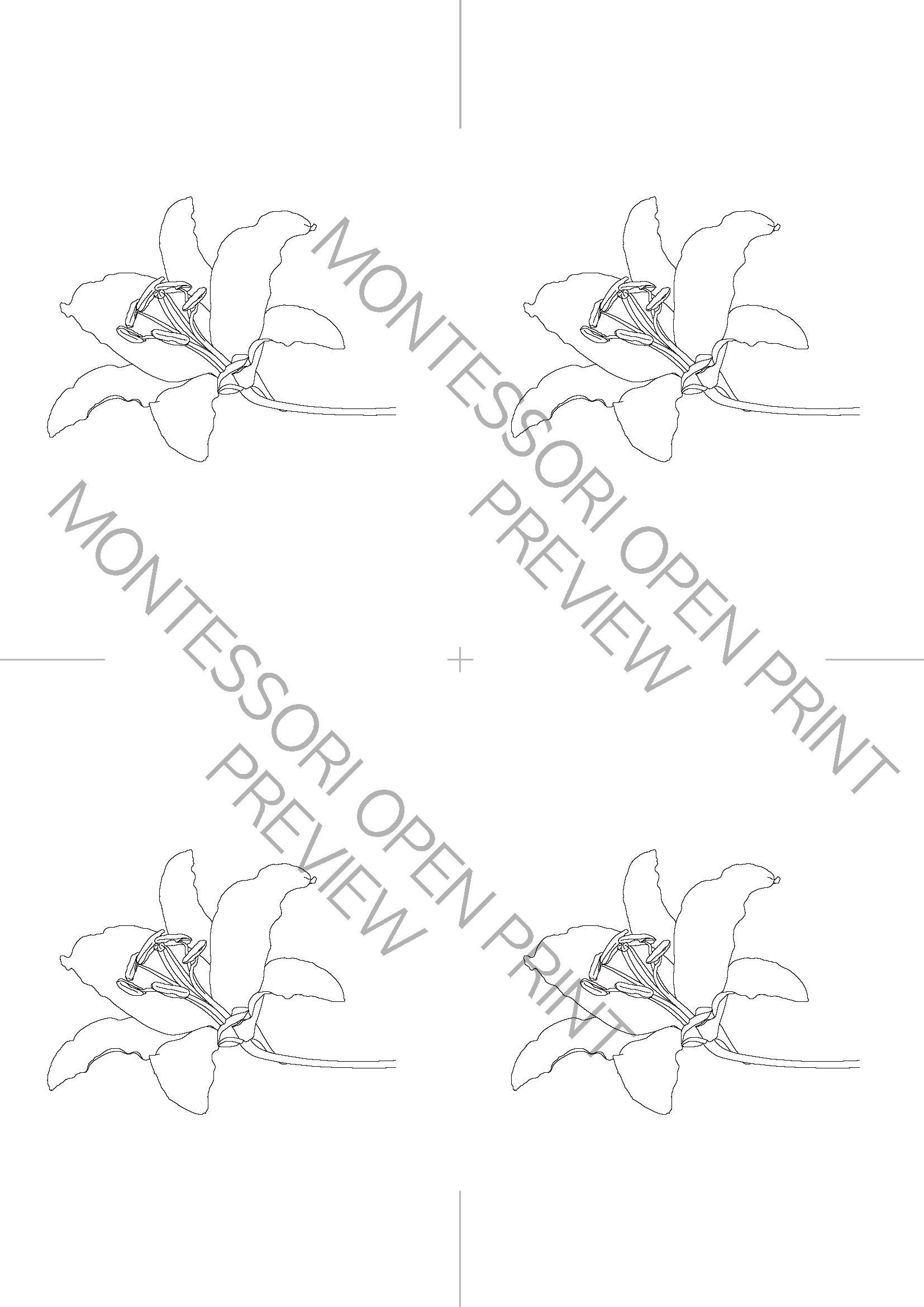 Montessori 3 Part Cards and Definitions Parts of the Monocot Flower - Etsy