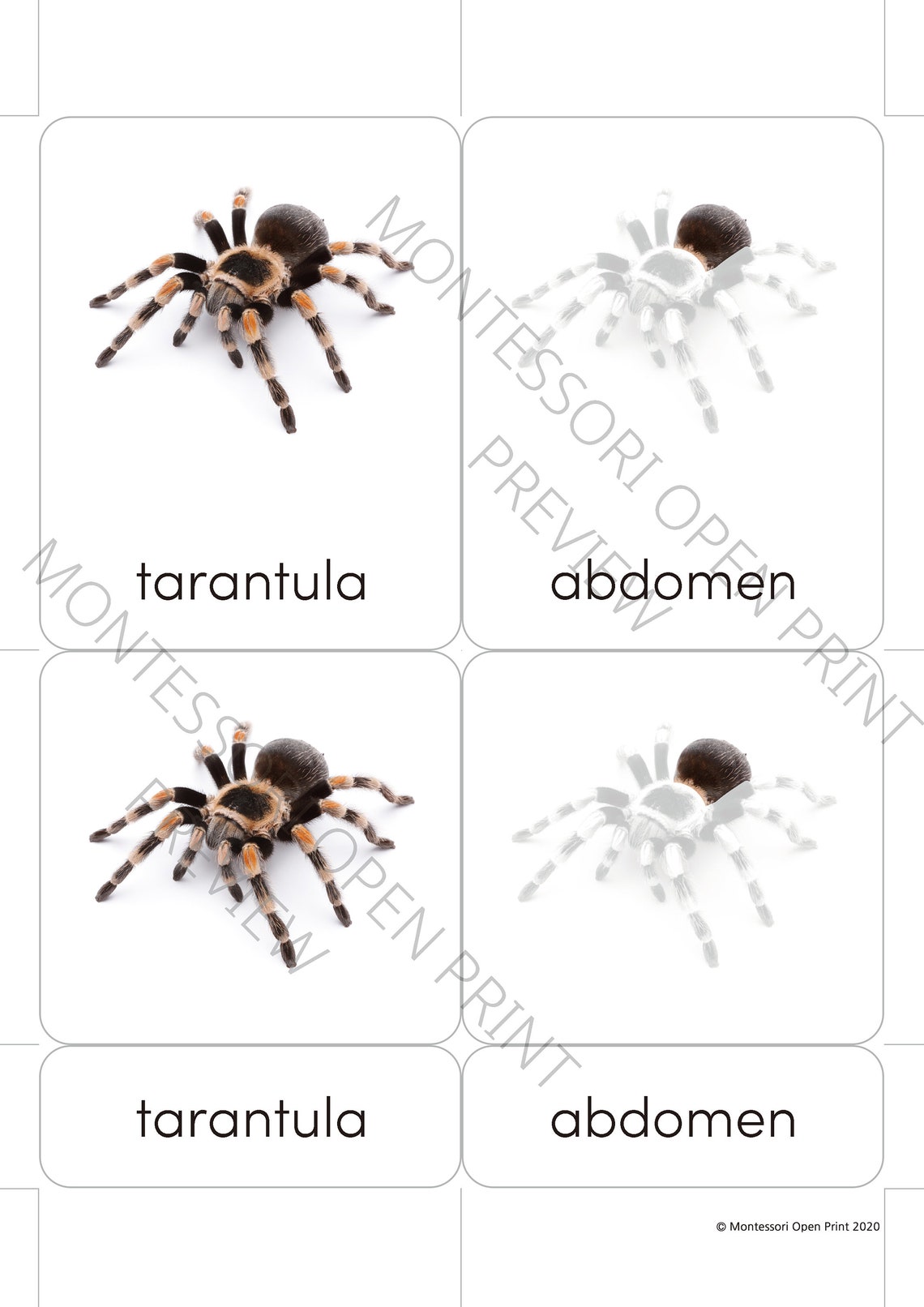 Montessori 3 Part Cards Parts of a Tarantula - Etsy