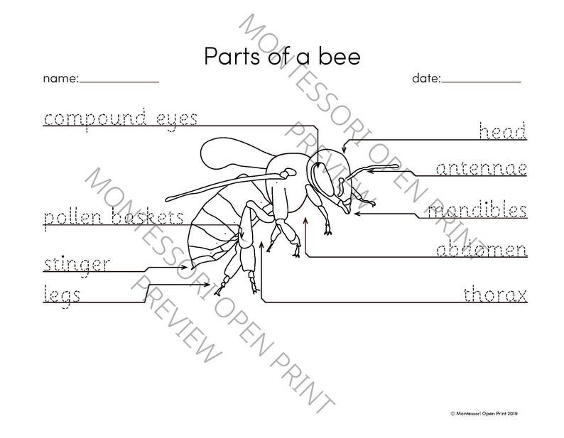 Montessori 3 Part Cards Parts of a Bee | Etsy