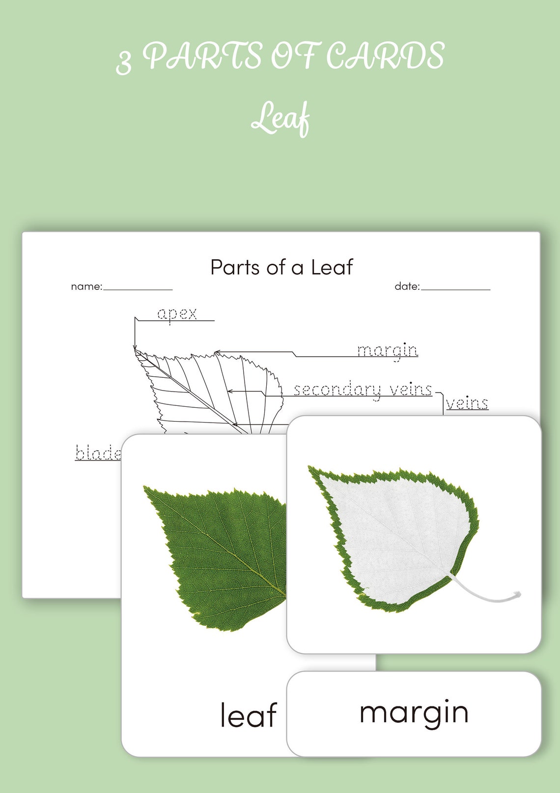 Montessori 3 Part Cards Parts of a Leaf - Etsy