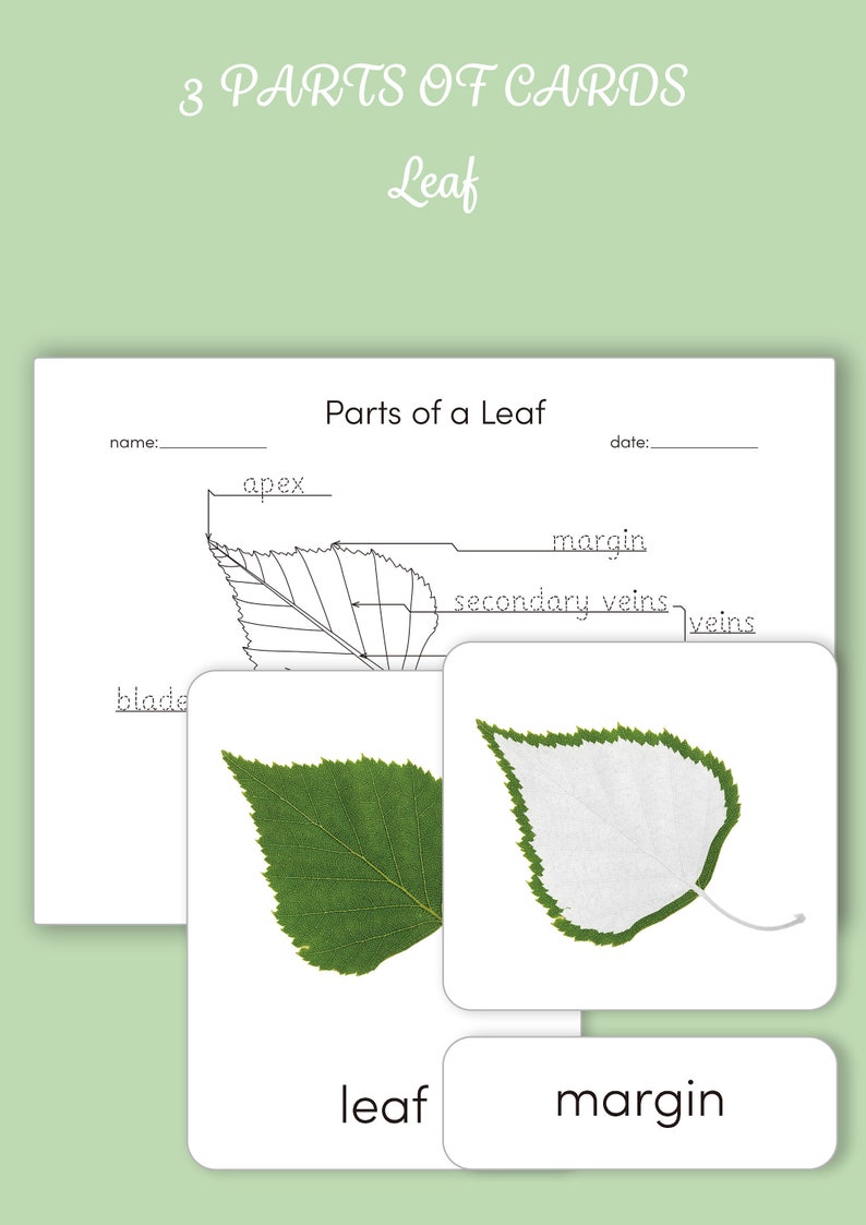 Montessori 3 Part Cards Parts of a Leaf - Etsy