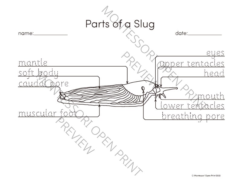 Montessori 3 Part Cards Parts of a Slug - Etsy