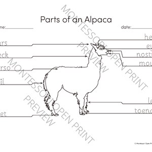 Montessori 3 Part Cards- Parts of an Alpaca - Etsy