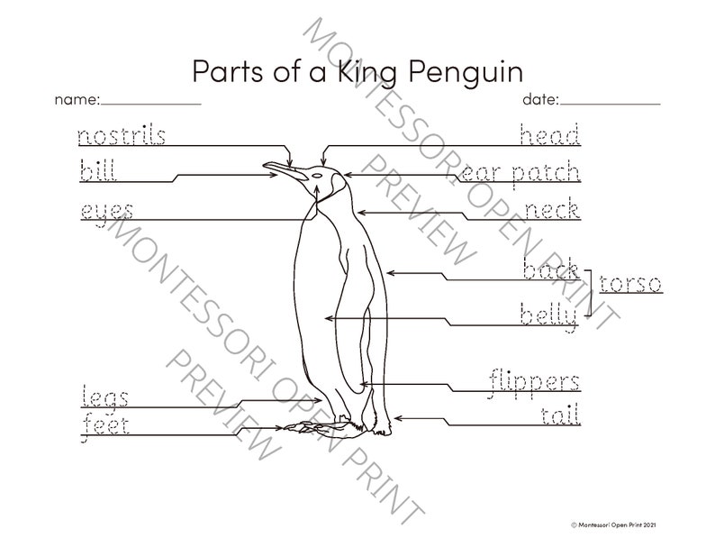 Montessori 3 Part Cards Parts of a King Penguin - Etsy