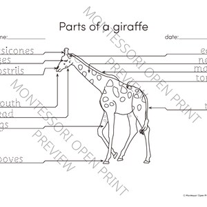 Montessori 3 Part Cards Parts of a Giraffe - Etsy