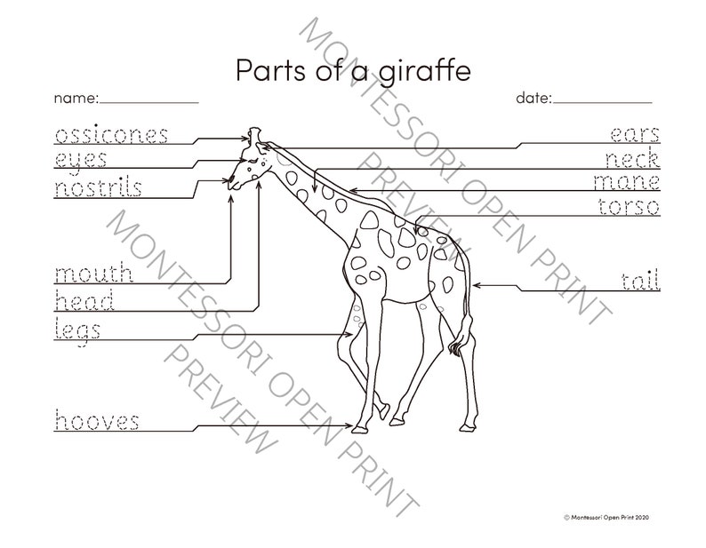 Montessori 3 Part Cards Parts of a Giraffe - Etsy