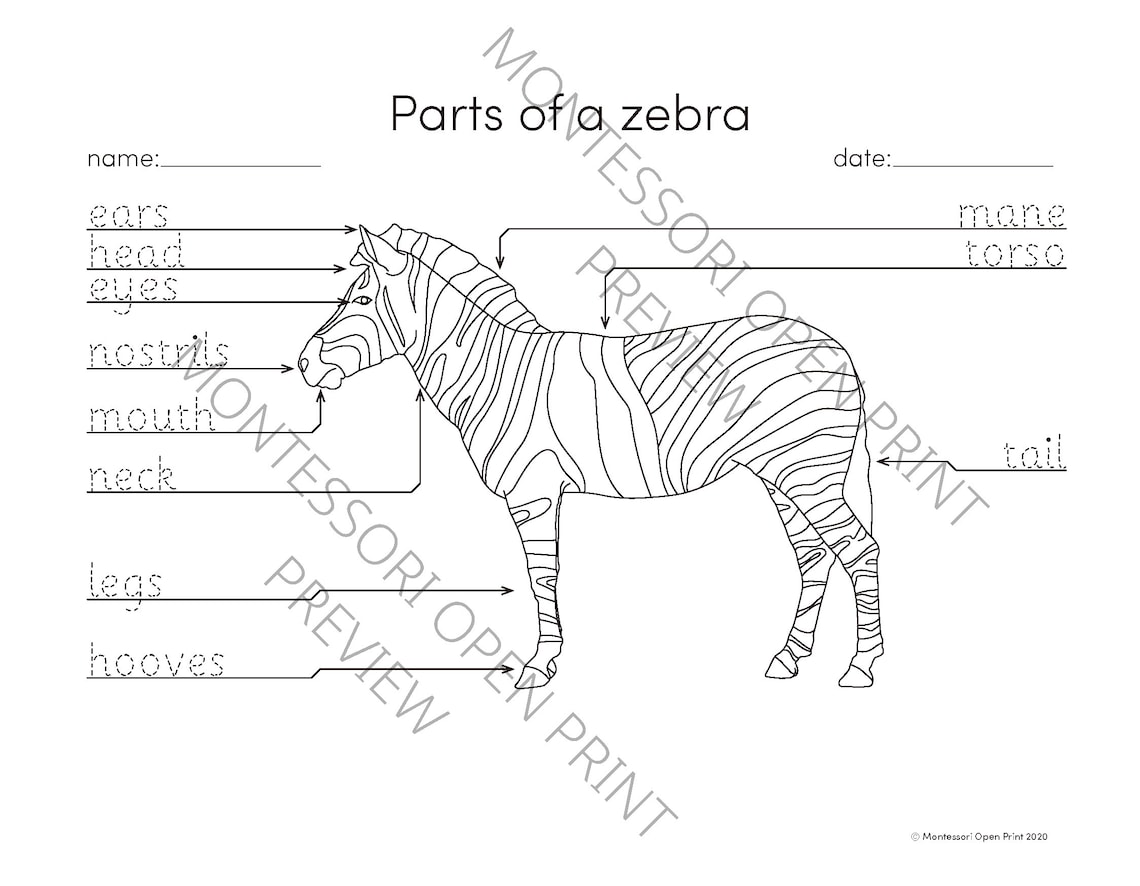 Montessori 3 Part Cards Parts of a Zebra - Etsy