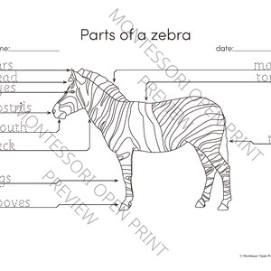 Montessori 3 Part Cards Parts of a Zebra - Etsy