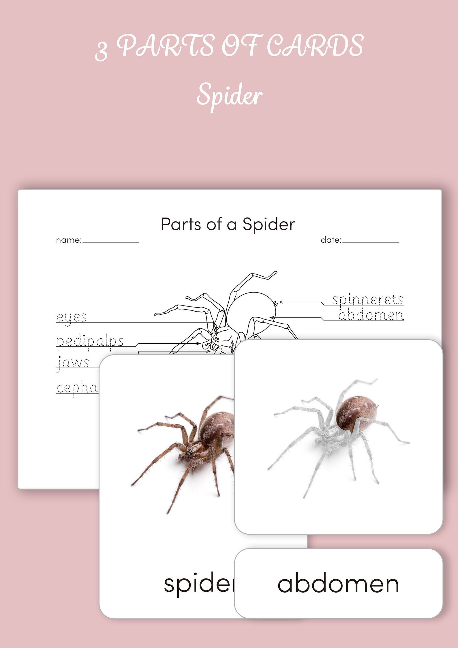 Montessori 3 Part Cards- Parts of a Spider - Etsy