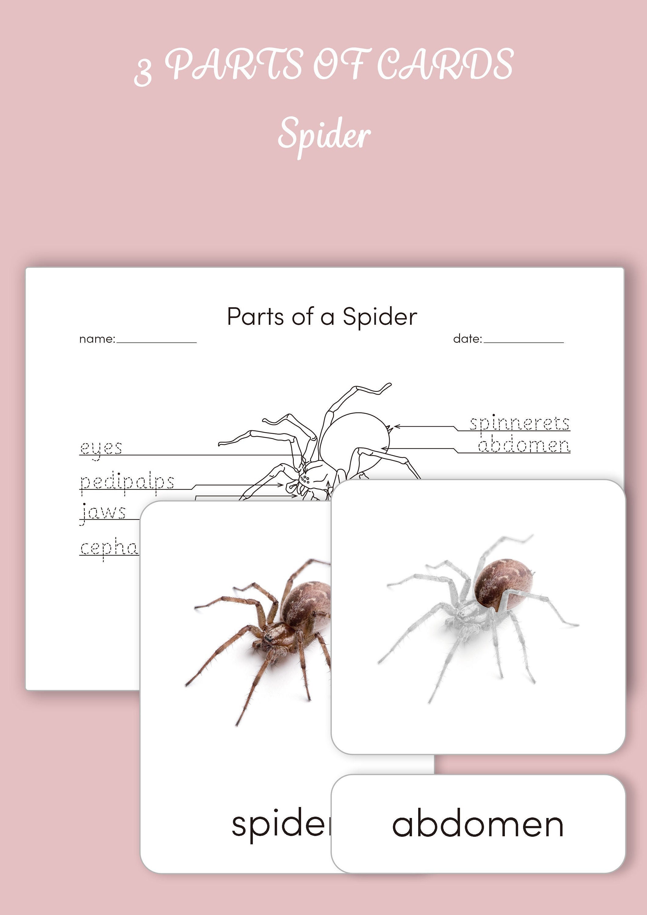 Montessori 3 Part Cards- Parts of a Spider - Etsy