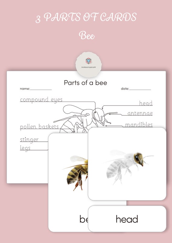 Montessori 3 Part Cards Parts of a Bee | Etsy