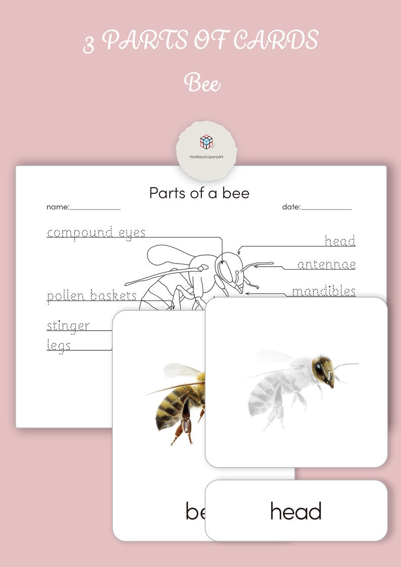 Montessori 3 Part Cards Parts of a Bee | Etsy