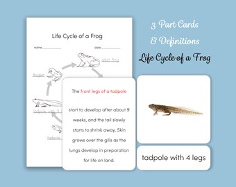 Montessori 3 Part Cards Parts of a Monocot Flower - Etsy