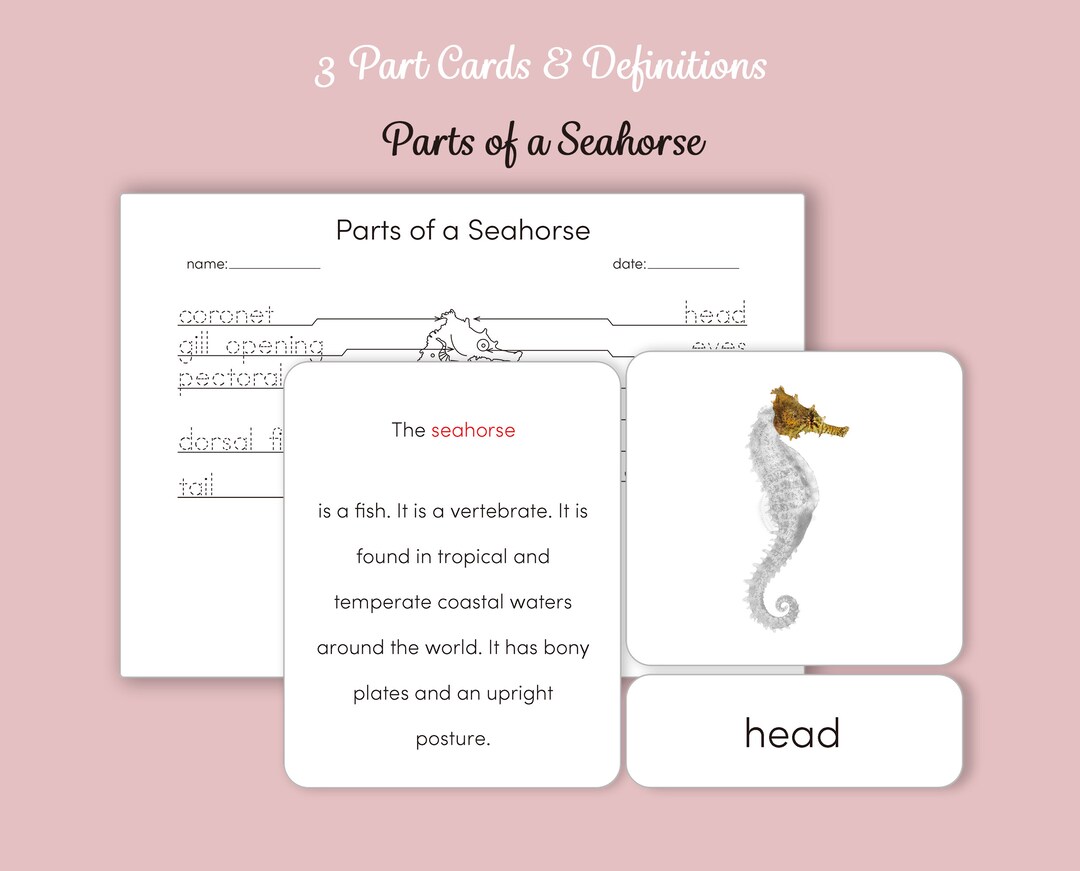 Montessori 3 Part Cards and Definitions Parts of a Seahorse - Etsy