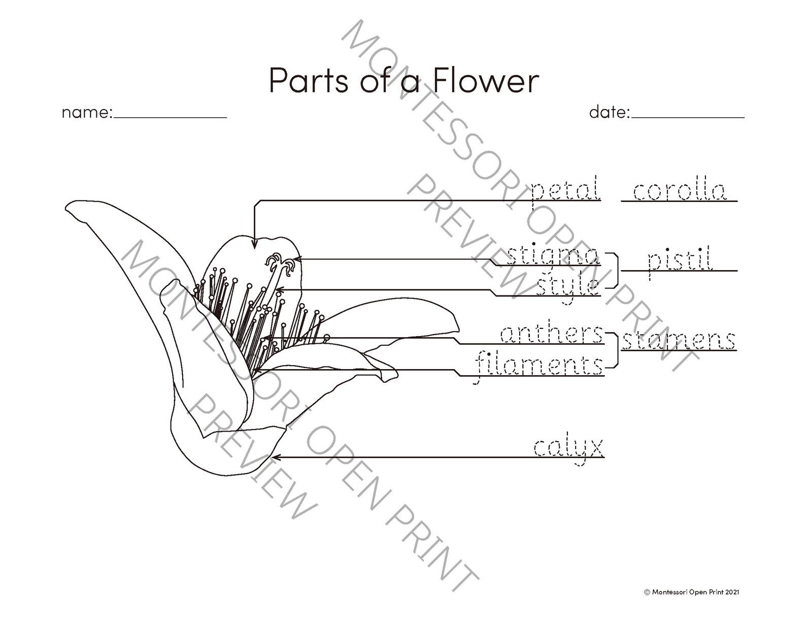 Montessori 3 Part Cards and Definitions Parts of the Dicot Flower - Etsy
