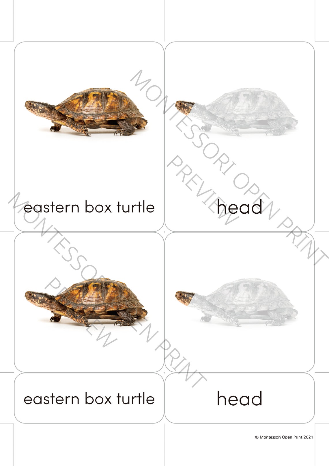 Montessori 3 Part Cards Parts of the Eastern Box Turtle - Etsy