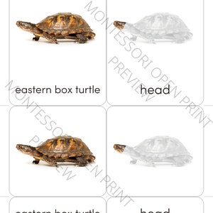 Montessori 3 Part Cards Parts of the Eastern Box Turtle - Etsy