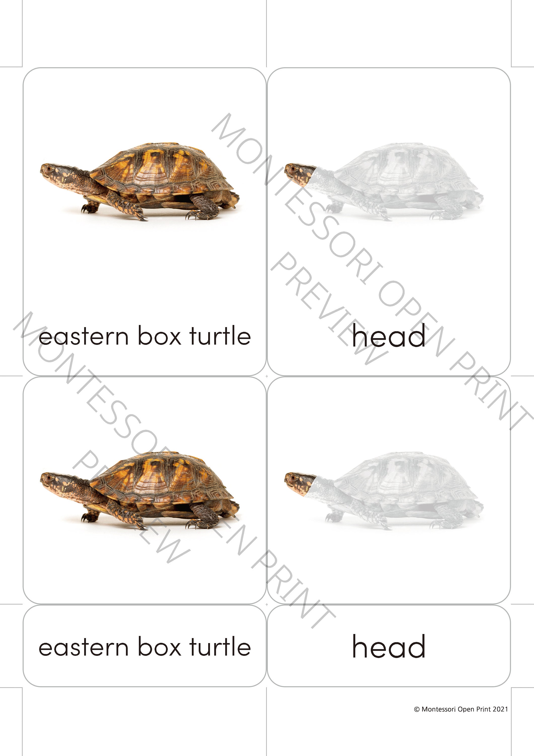 Montessori 3 Part Cards Parts of the Eastern Box Turtle - Etsy
