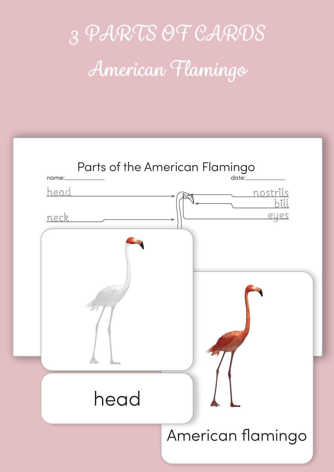 Montessori 3 Part Cards Parts of the American Flamingo - Etsy