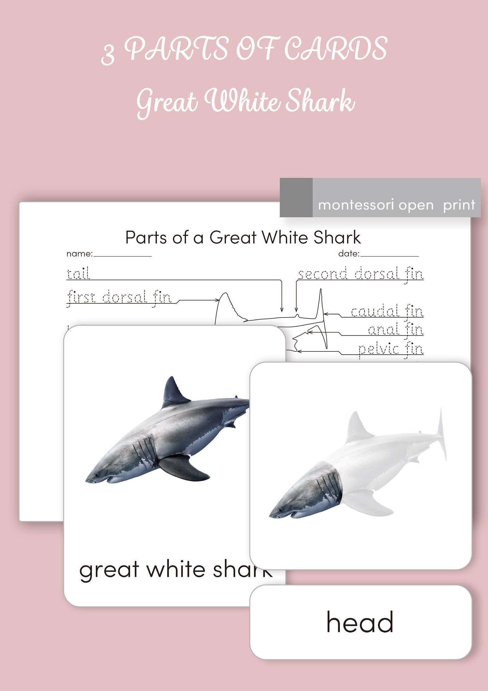 Montessori 3 Part Cards Parts of a Great White Shark - Etsy