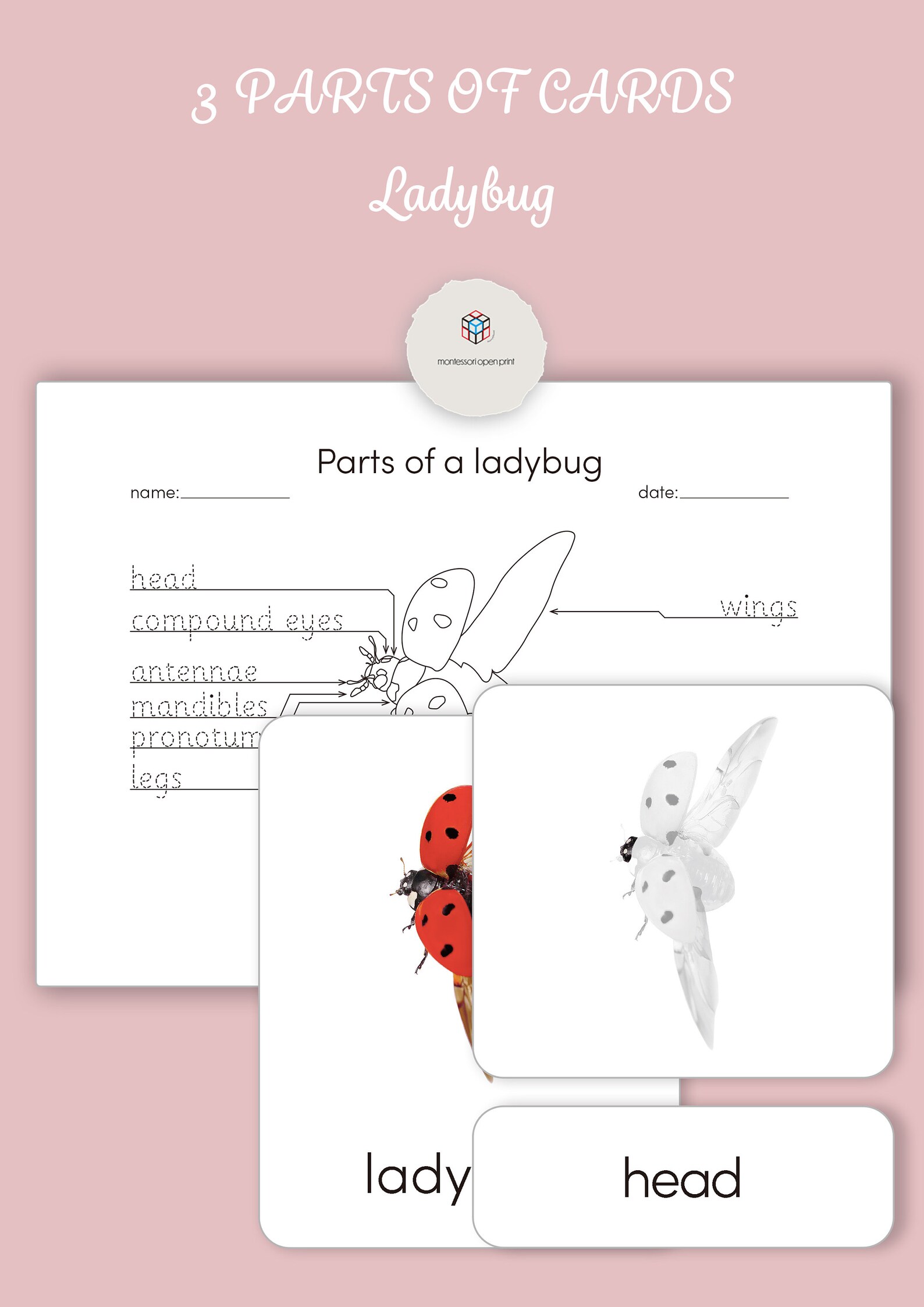 Montessori 3 Part Cards Parts of a Ladybug - Etsy