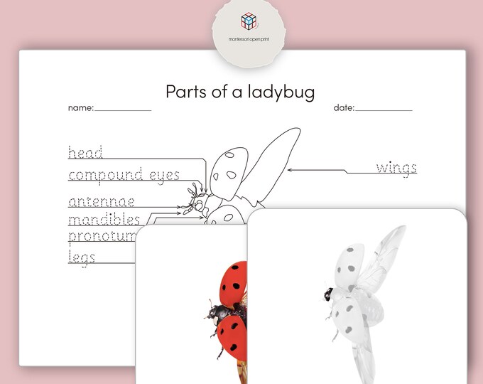 Parts of a Ladybug Nomenclature Book Montessori Zoology Printable ...