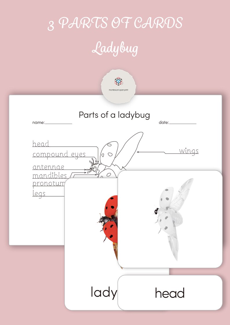 Montessori 3 Part Cards Parts of a Ladybug - Etsy