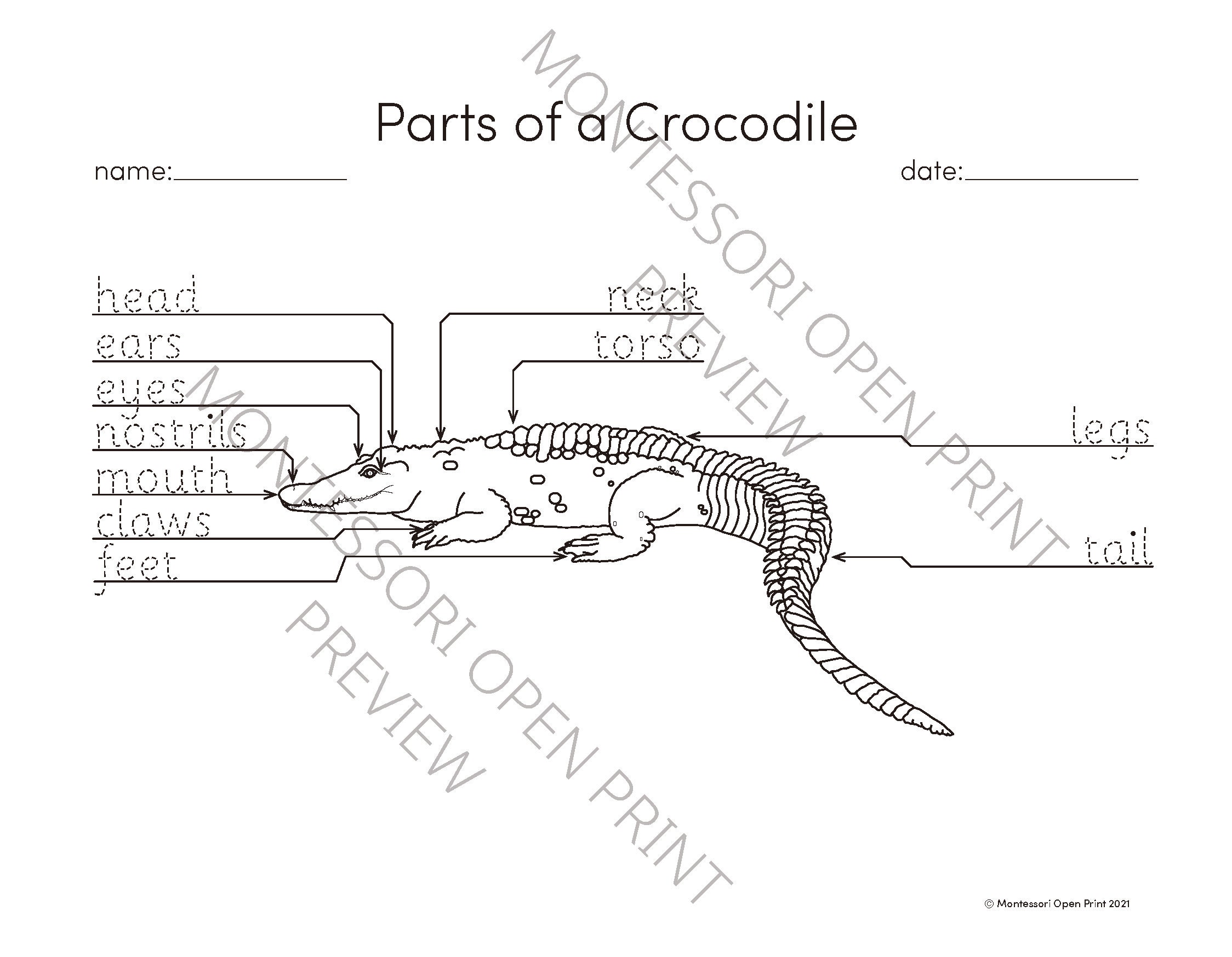 Montessori 3 Part Cards Parts Of A Crocodile Etsy montessori-3-part-cards-parts-of-a-crocodile-etsy