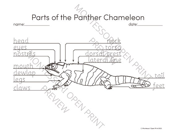 Chameleon Tongue Diagram