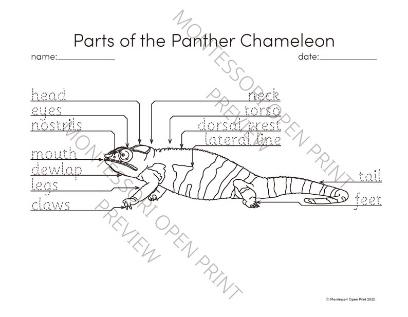 Montessori 3 Part Cards Parts of a Panther Chameleon - Etsy