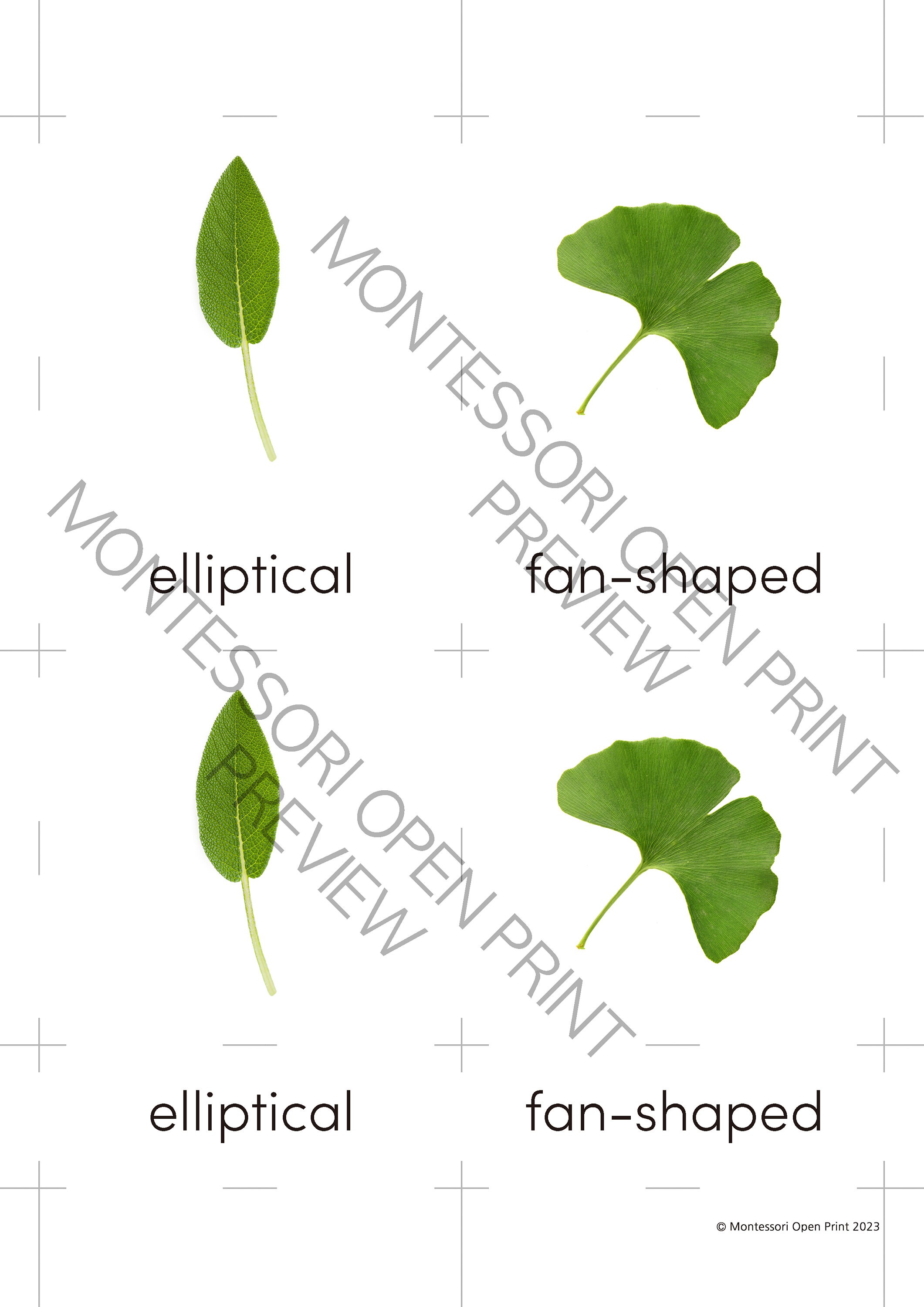 Montessori 3 Part Cards and Definitions Leaf Shapes - Etsy