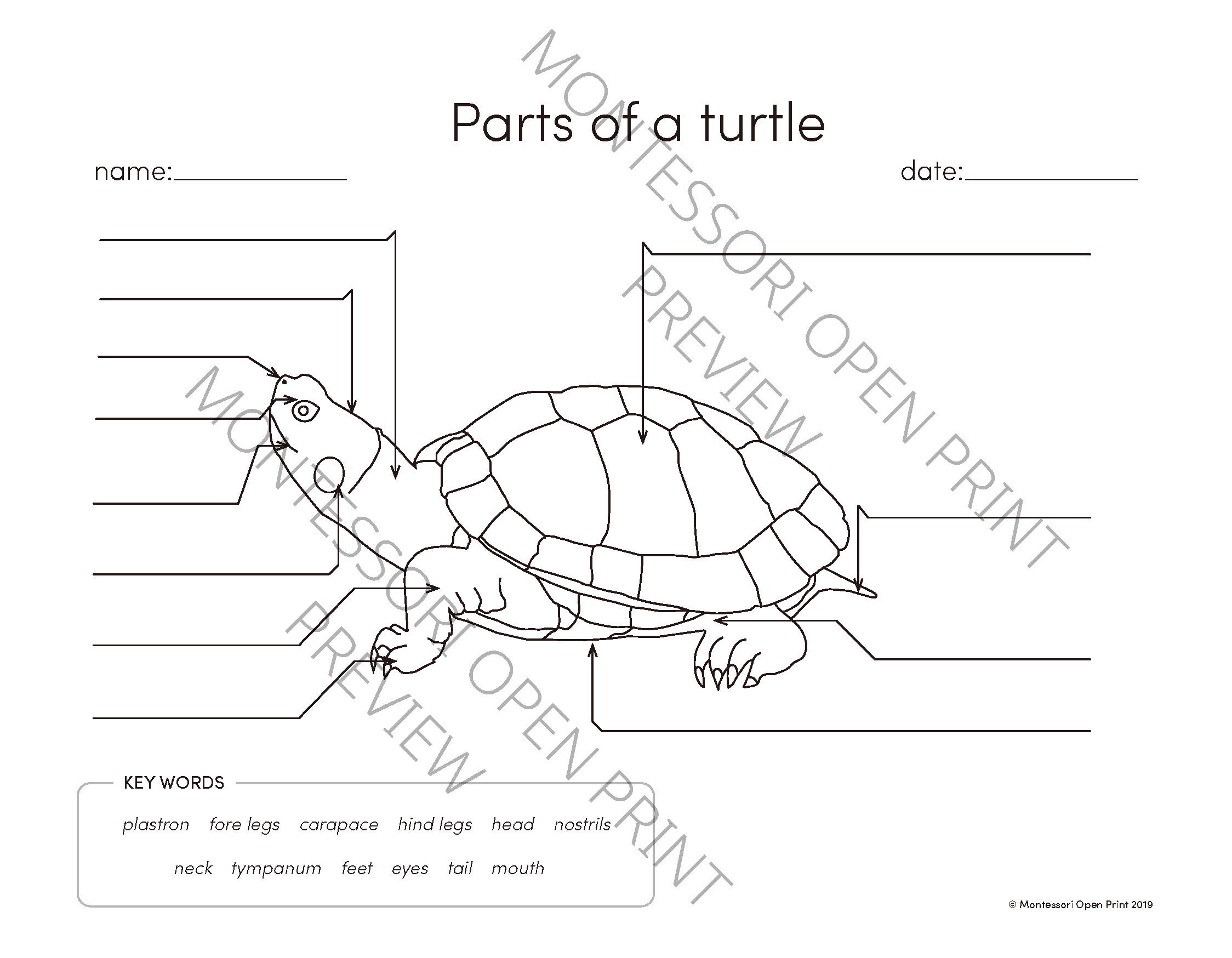 Montessori 3 Part Cards Parts of a Turtle | Etsy