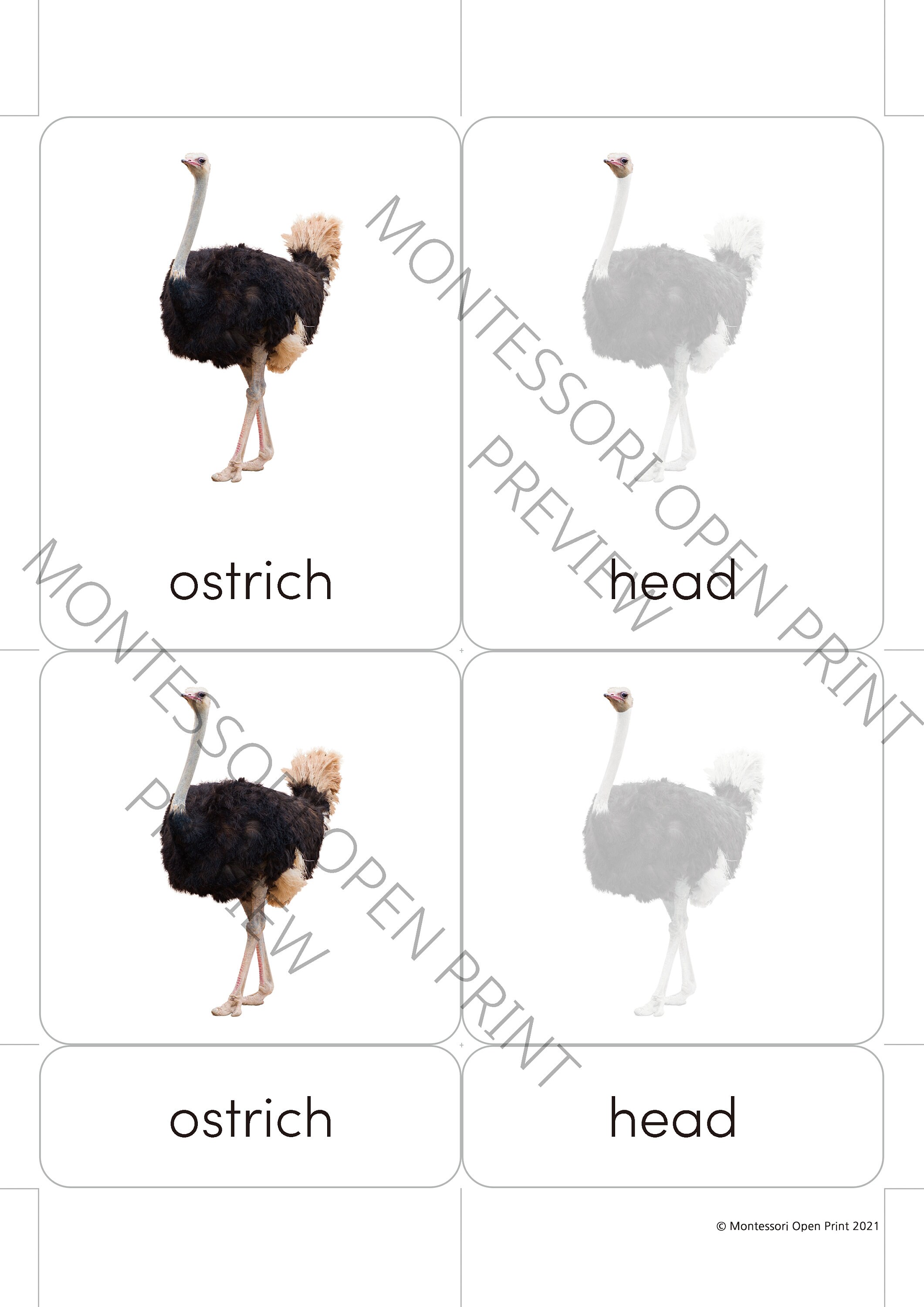 Montessori 3 Part Cards Parts of an Ostrich - Etsy