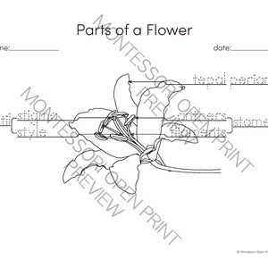 Montessori 3 Part Cards Parts of a Monocot Flower - Etsy