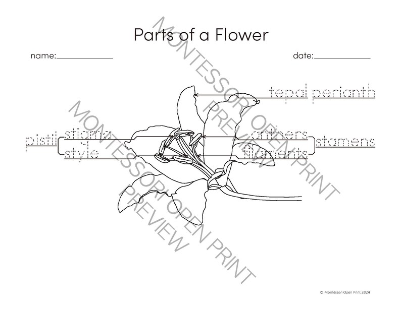 Montessori 3 Part Cards Parts of a Monocot Flower - Etsy