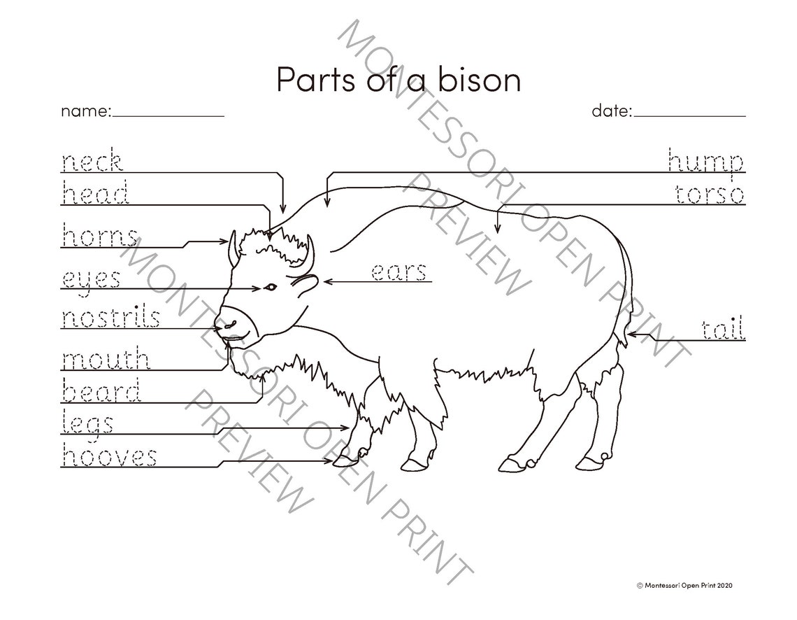 Montessori 3 Part Cards Parts of a Bison - Etsy