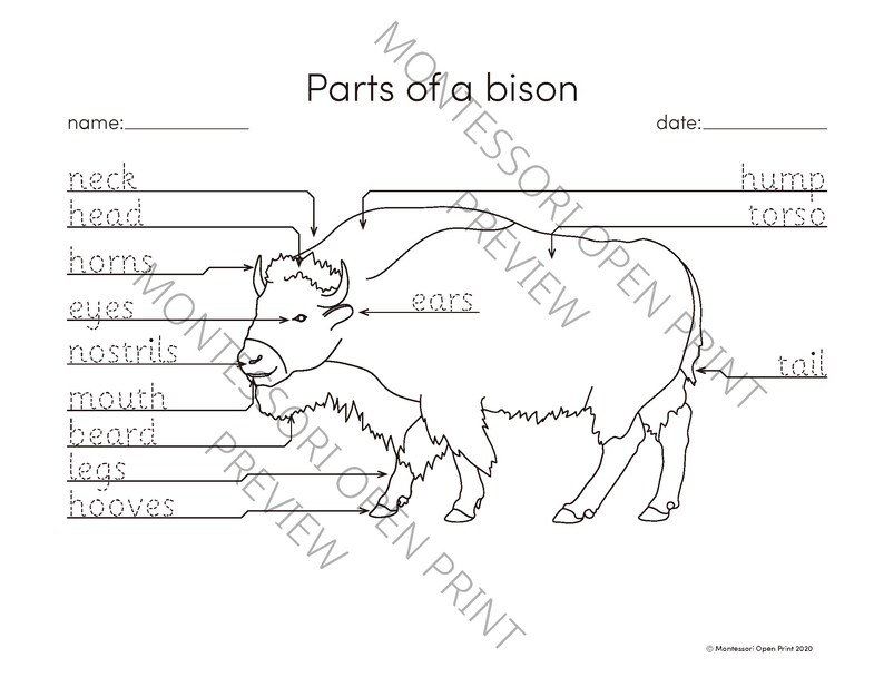 Montessori 3 Part Cards- Parts of a Bison - Etsy