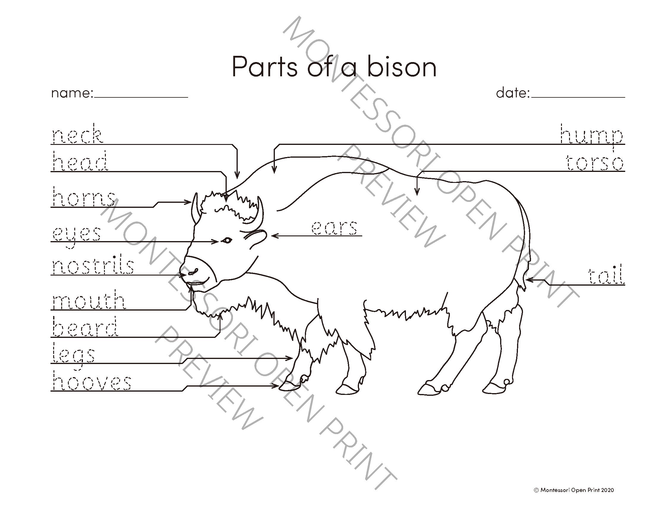 Montessori 3 Part Cards Parts of a Bison - Etsy
